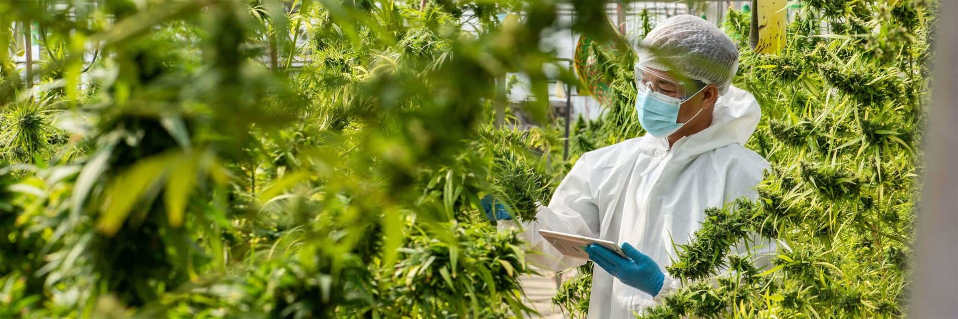 Best Medical Marijuana Software in 2024