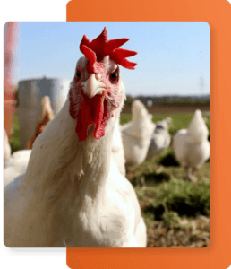 Chicken HACCP Plan Template and Complete Guidelines - FoodReady